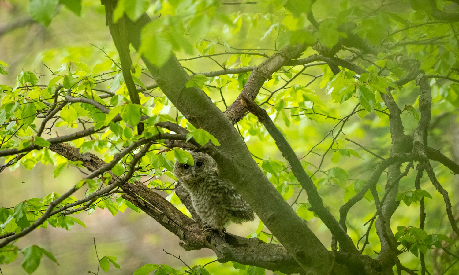 Les trois chouettes de Pâques - Oeil Sauvage